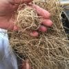 How to Grow and Harvest Vetiver - Atlantic Institute of Aromatherapy