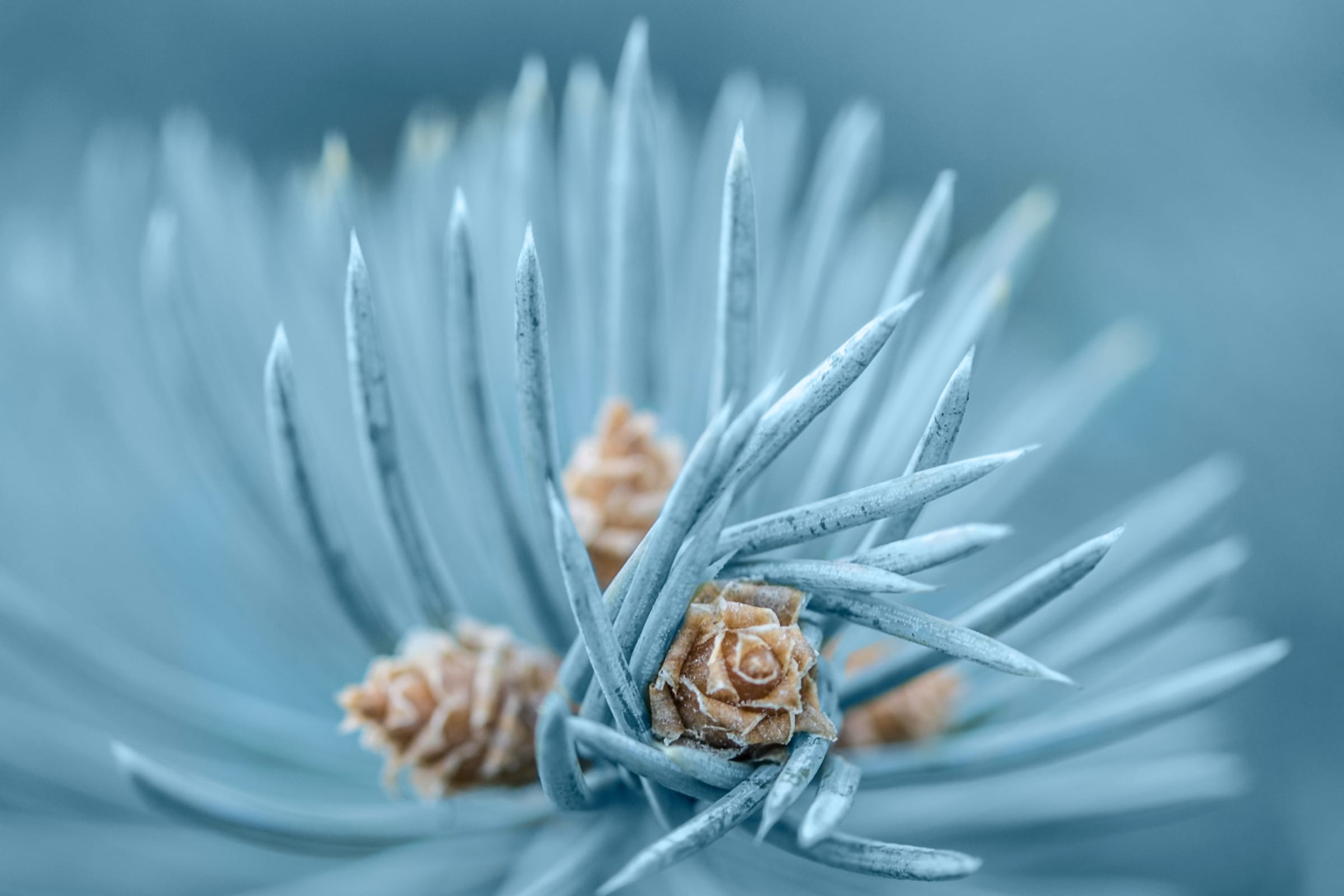 Take a Sacred Pause With Spruce - Atlantic Institute of Aromatherapy
