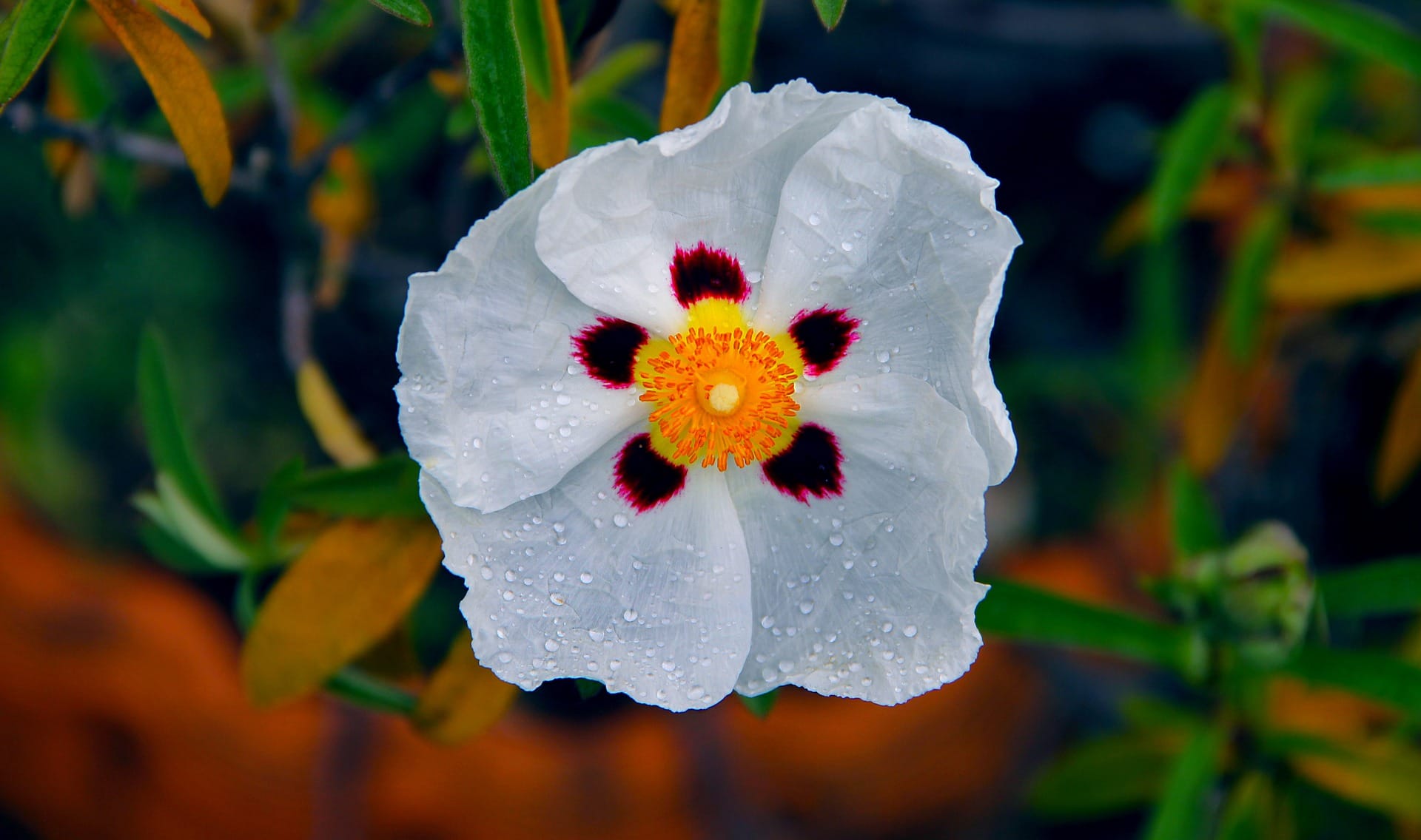 Cistus Deep Dive - Atlantic Institute of Aromatherapy
